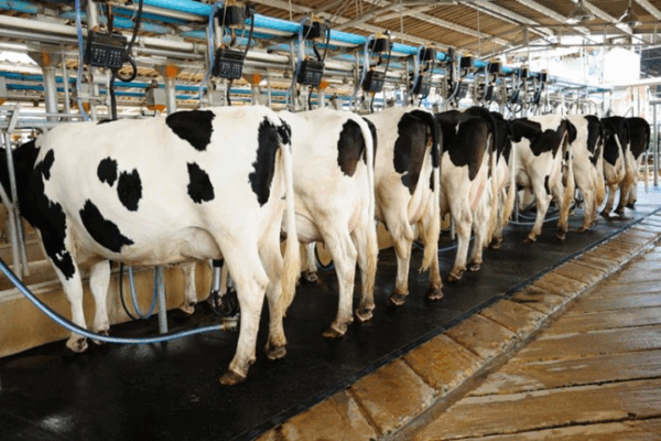 Advantages & Challenges of Commercial Dairy Farming in Kenya ...