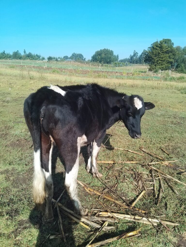 Uwezo Farm | Premium Dairy Cows for Sale in Kenya | Pedigree Friesians